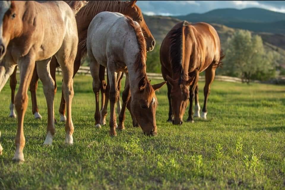 Wilson Feeds Ltd | Fresh Milled Horse Feed | Locally made in Alberta ...